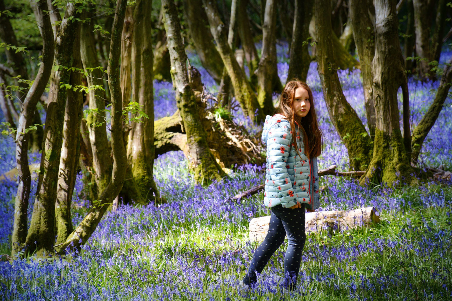 Brede High Woods: Bluebells and Spring Walk - French Moments