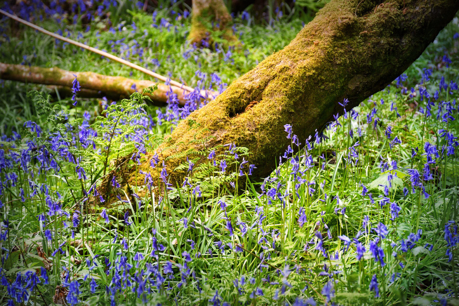 Brede High Woods: Bluebells and Spring Walk - French Moments