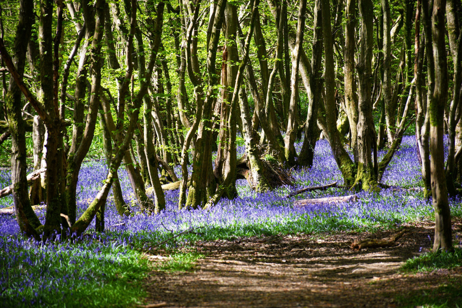 Brede High Woods: Bluebells and Spring Walk - French Moments