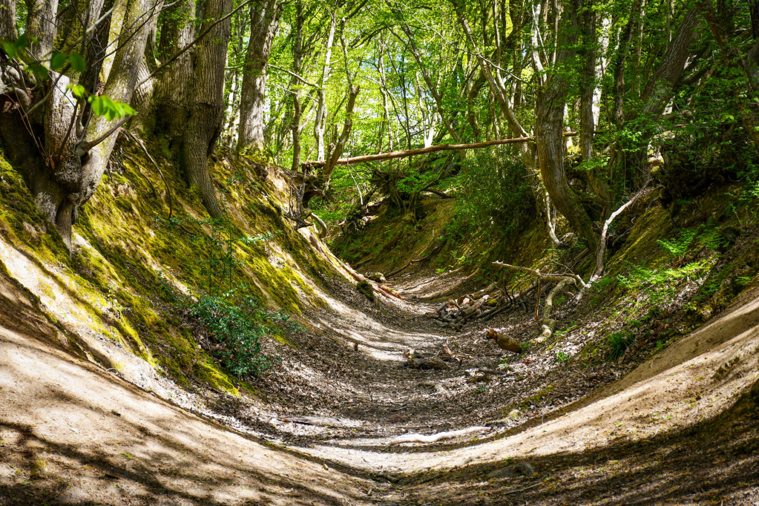 Brede High Woods: Bluebells and Spring Walk - French Moments