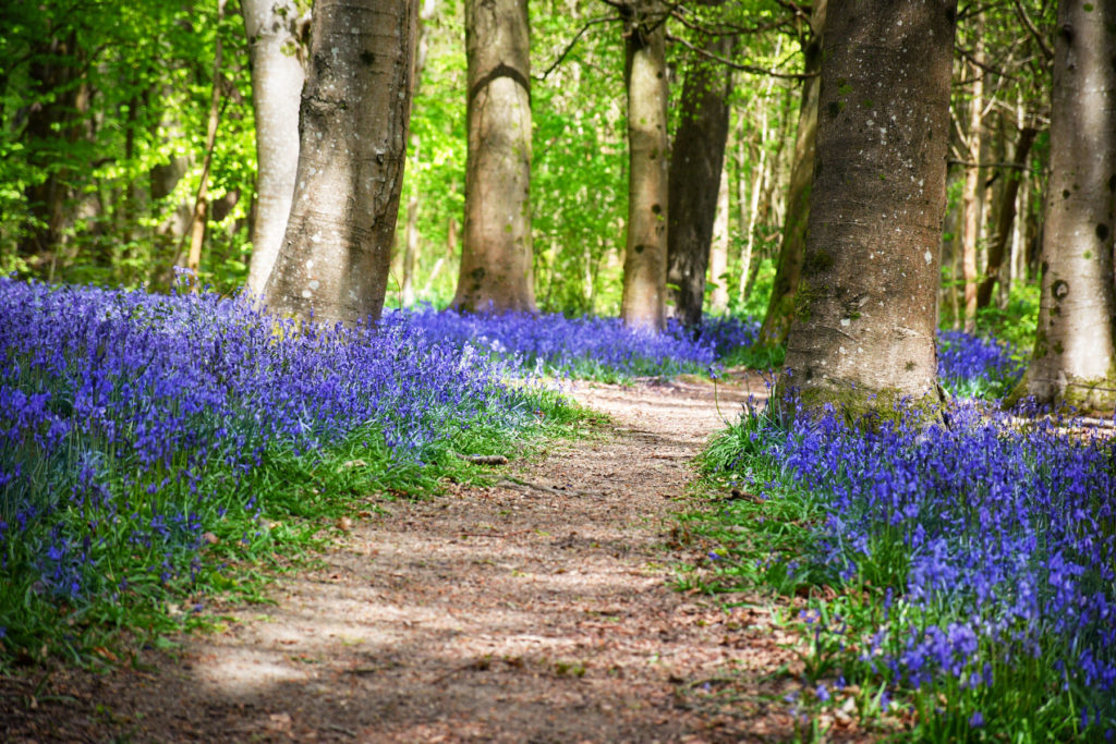 Brede High Woods: Bluebells and Spring Walk - French Moments