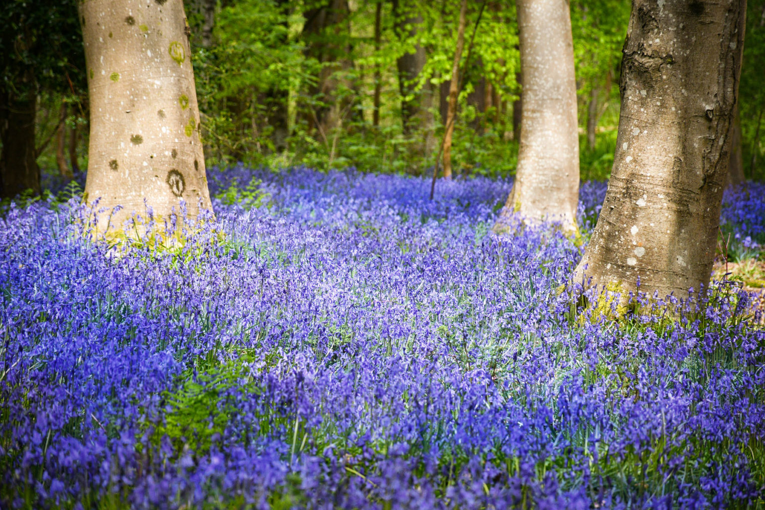 Brede High Woods: Bluebells and Spring Walk - French Moments