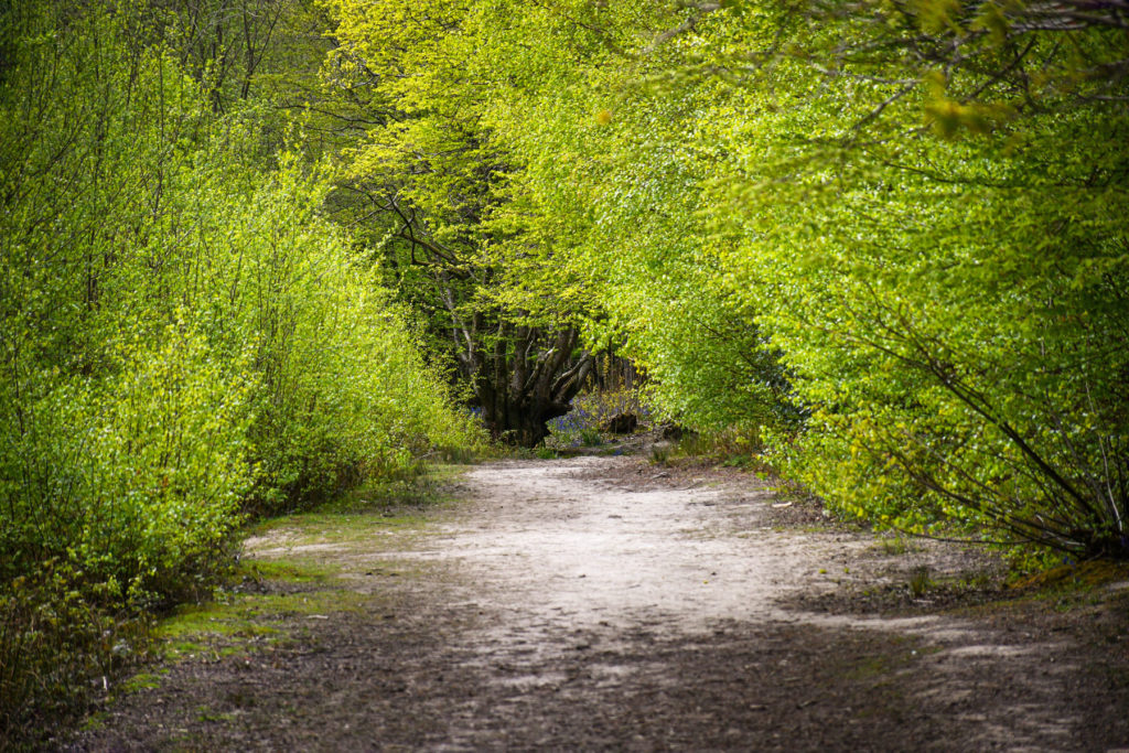Brede High Woods: Bluebells and Spring Walk - French Moments