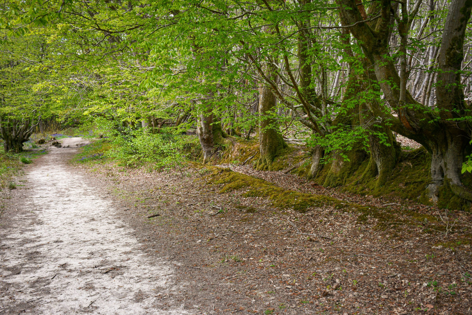 Brede High Woods: Bluebells and Spring Walk - French Moments