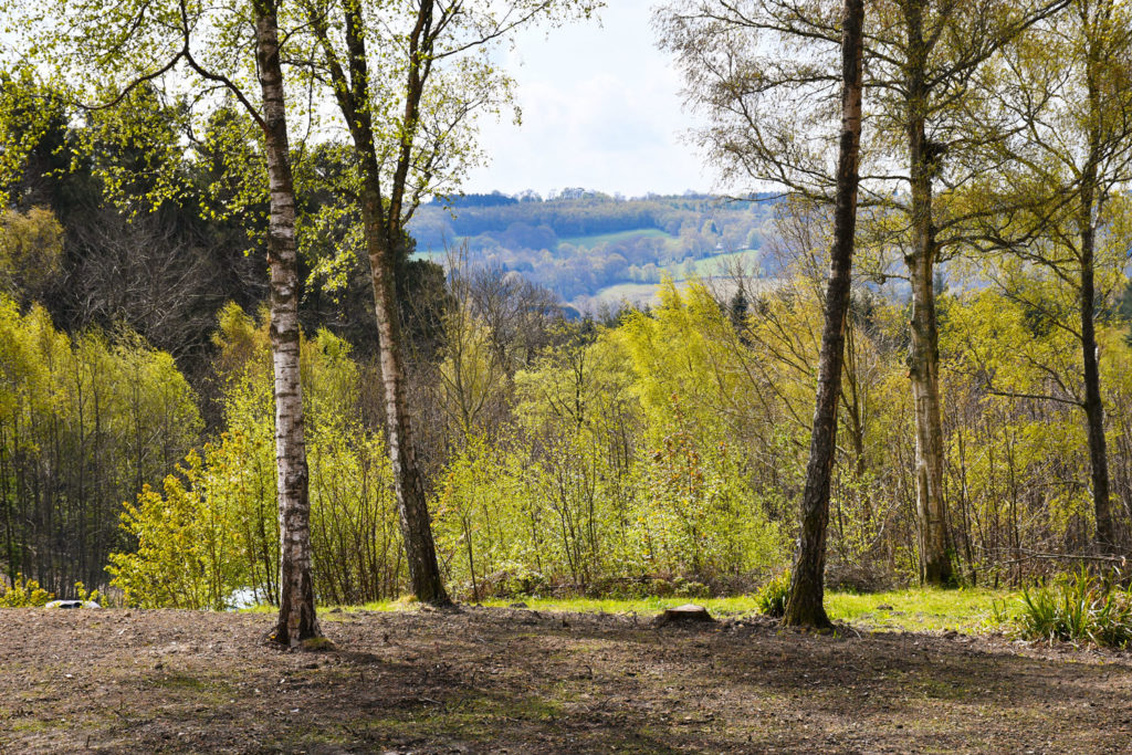 Wilderness Wood: Bluebells and Family Walk - French Moments