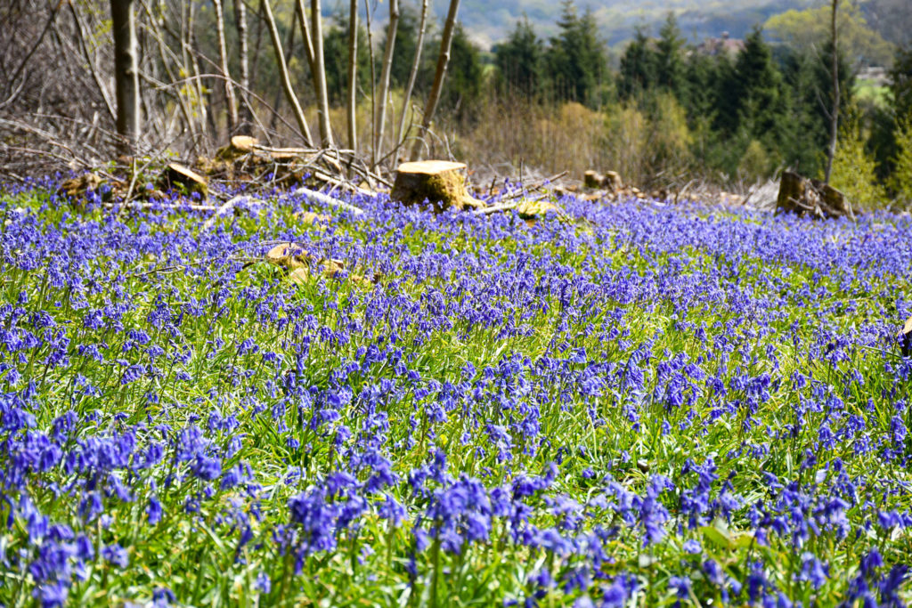 Wilderness Wood: Bluebells and Family Walk - French Moments