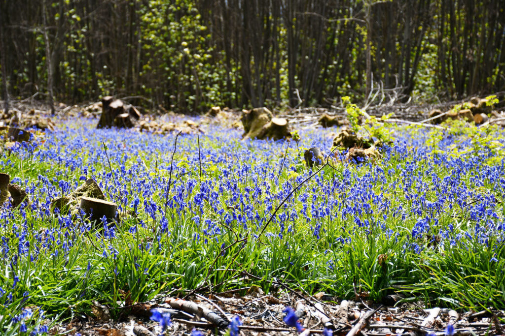 Wilderness Wood: Bluebells and Family Walk - French Moments