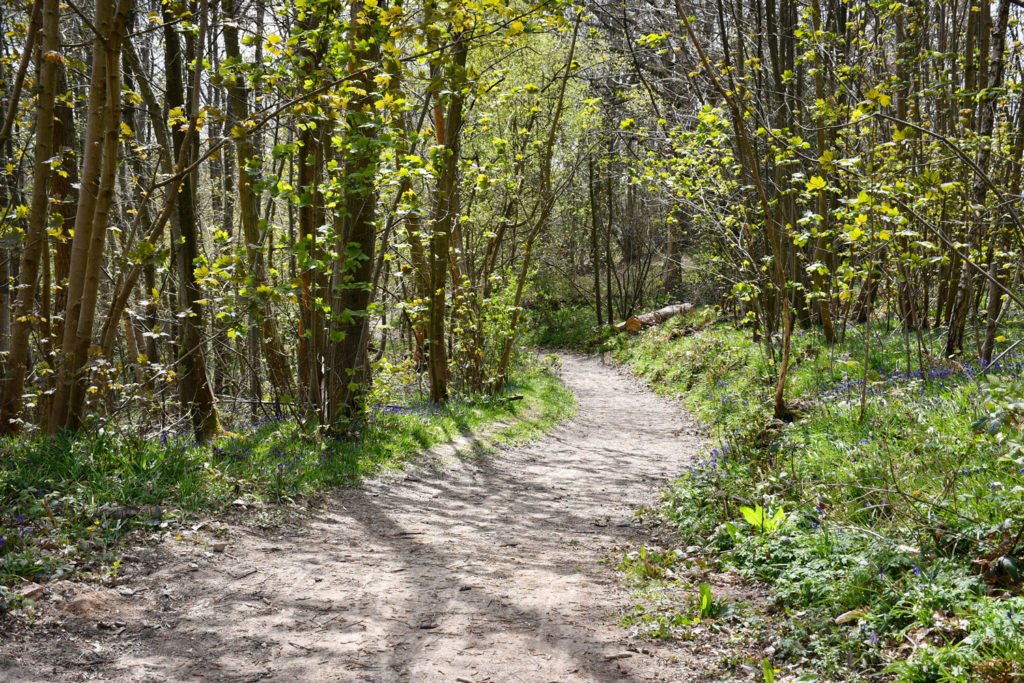 Wilderness Wood: Bluebells and Family Walk - French Moments