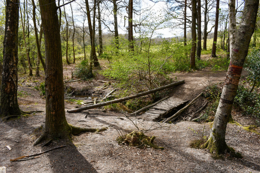 Wilderness Wood: Bluebells and Family Walk - French Moments