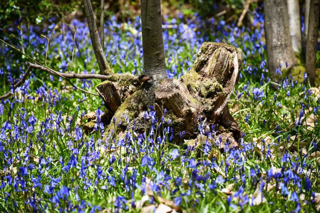 Wilderness Wood: Bluebells and Family Walk - French Moments