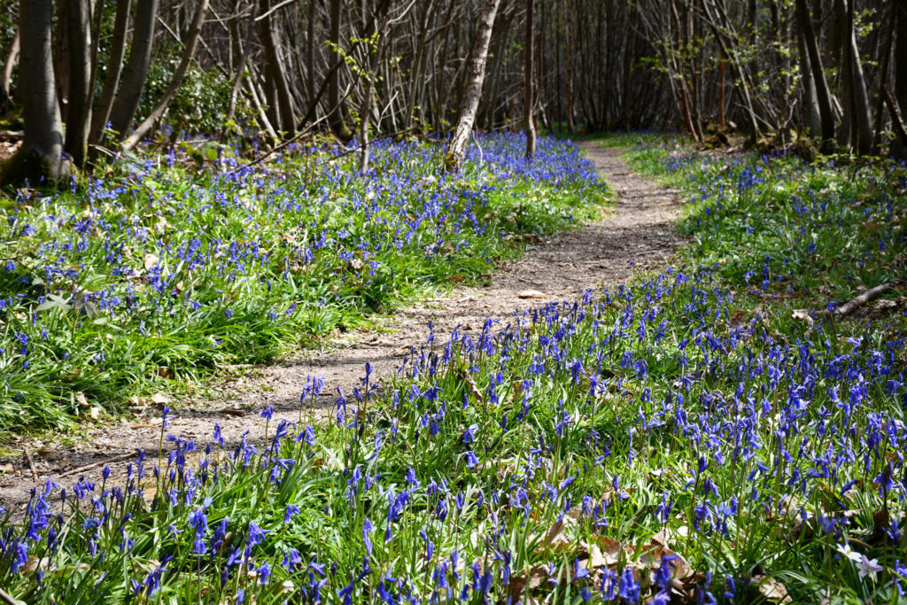 Wilderness Wood: Bluebells and Family Walk - French Moments