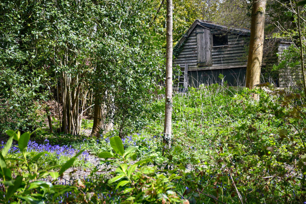 Wilderness Wood: Bluebells and Family Walk - French Moments