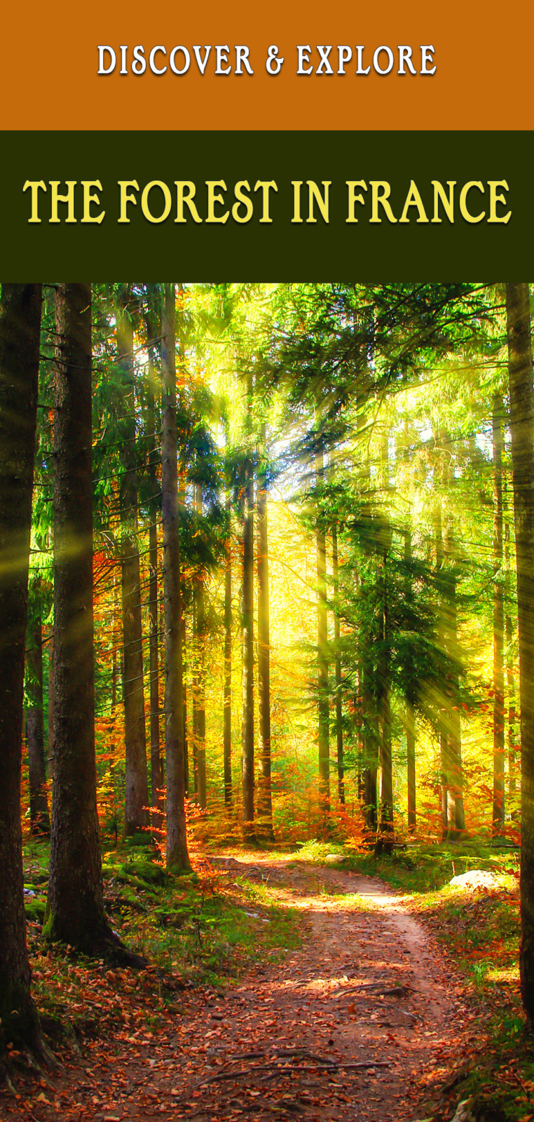 The Forest in France: What You Should Know! - French Moments