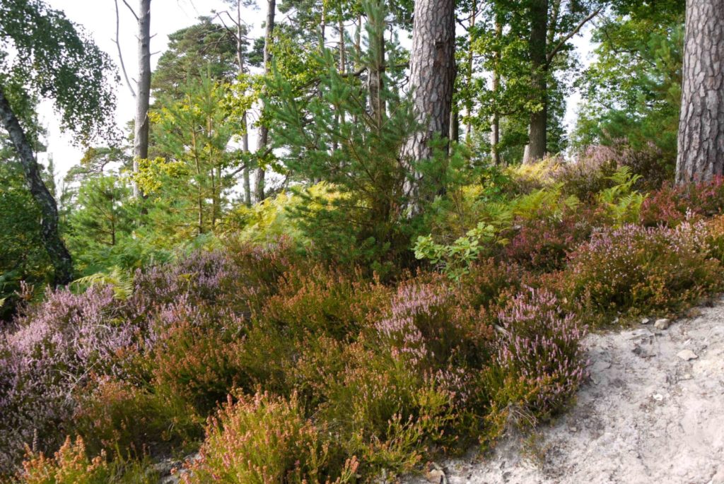 The Forest in France: What You Should Know! - French Moments