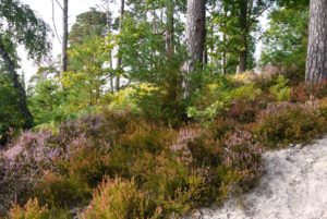 The Forest in France: What You Should Know! - French Moments