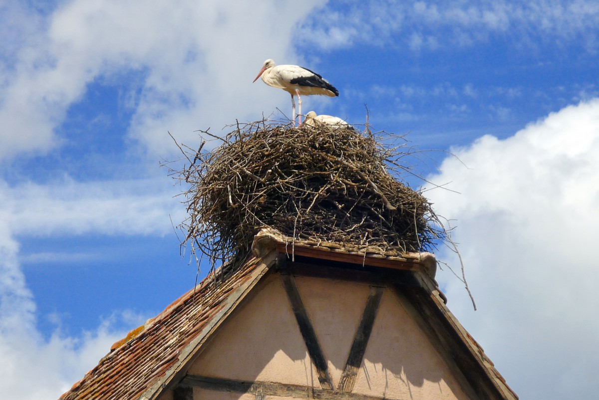 The Grand Tour of Alsace: A 12-Day Itinerary - French Moments