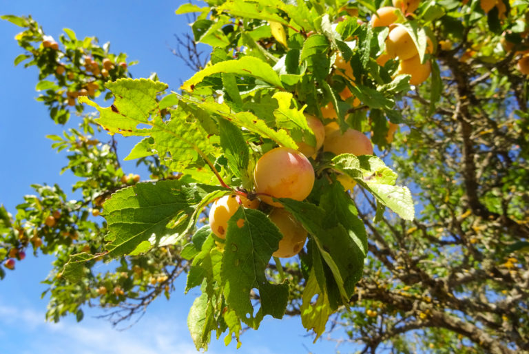 Mirabelle of Lorraine: A Delicious Golden Plum - French Moments