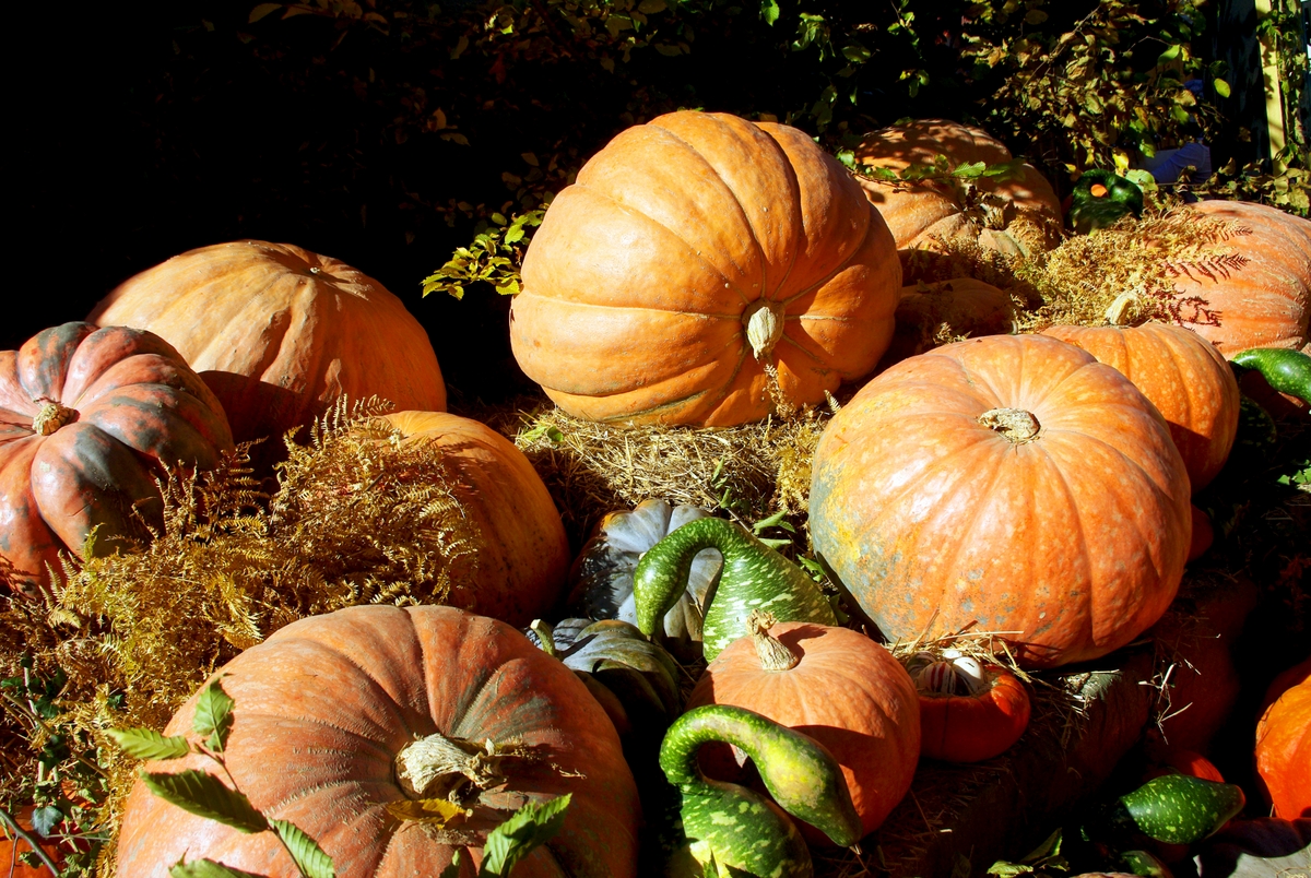 Halloween in France – Origins, Culture and Controversies - French Moments