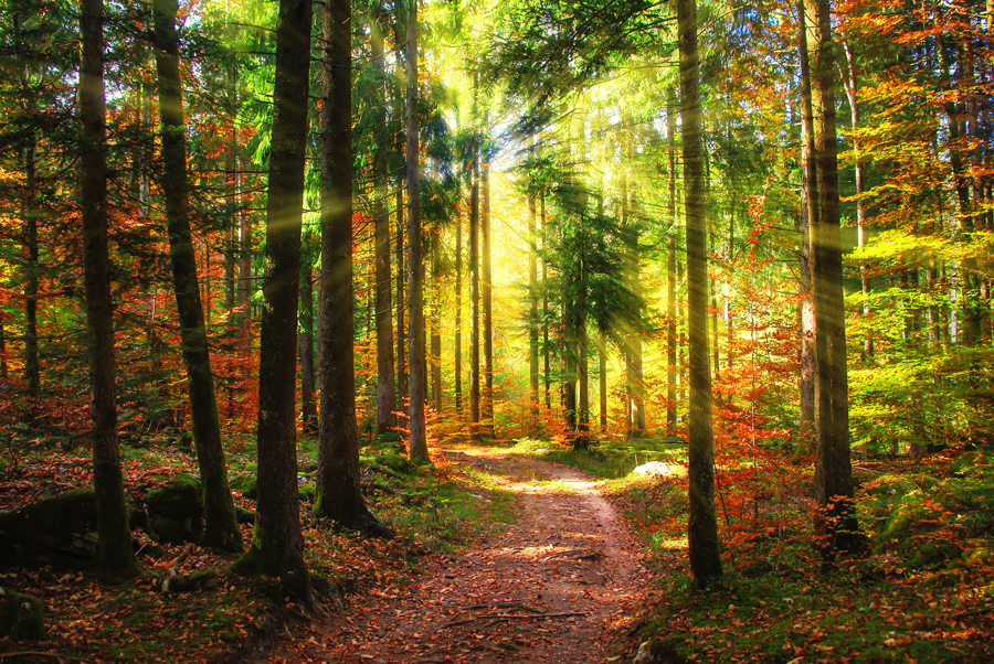 Colours of Autumn in Annecy: A Photographic Journey - French Moments