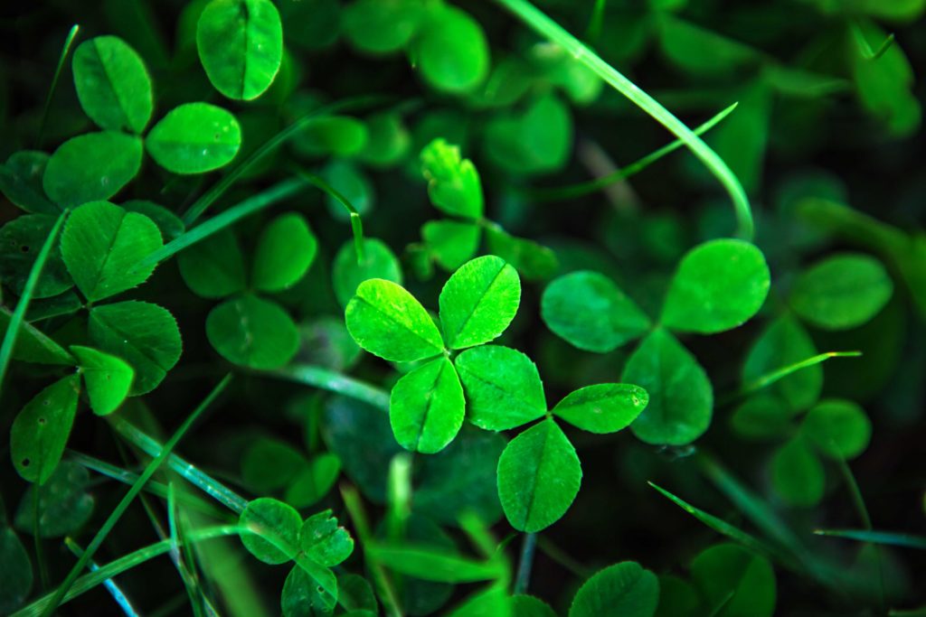 Is Saint Patrick's Day in France A Celebration? - French Moments