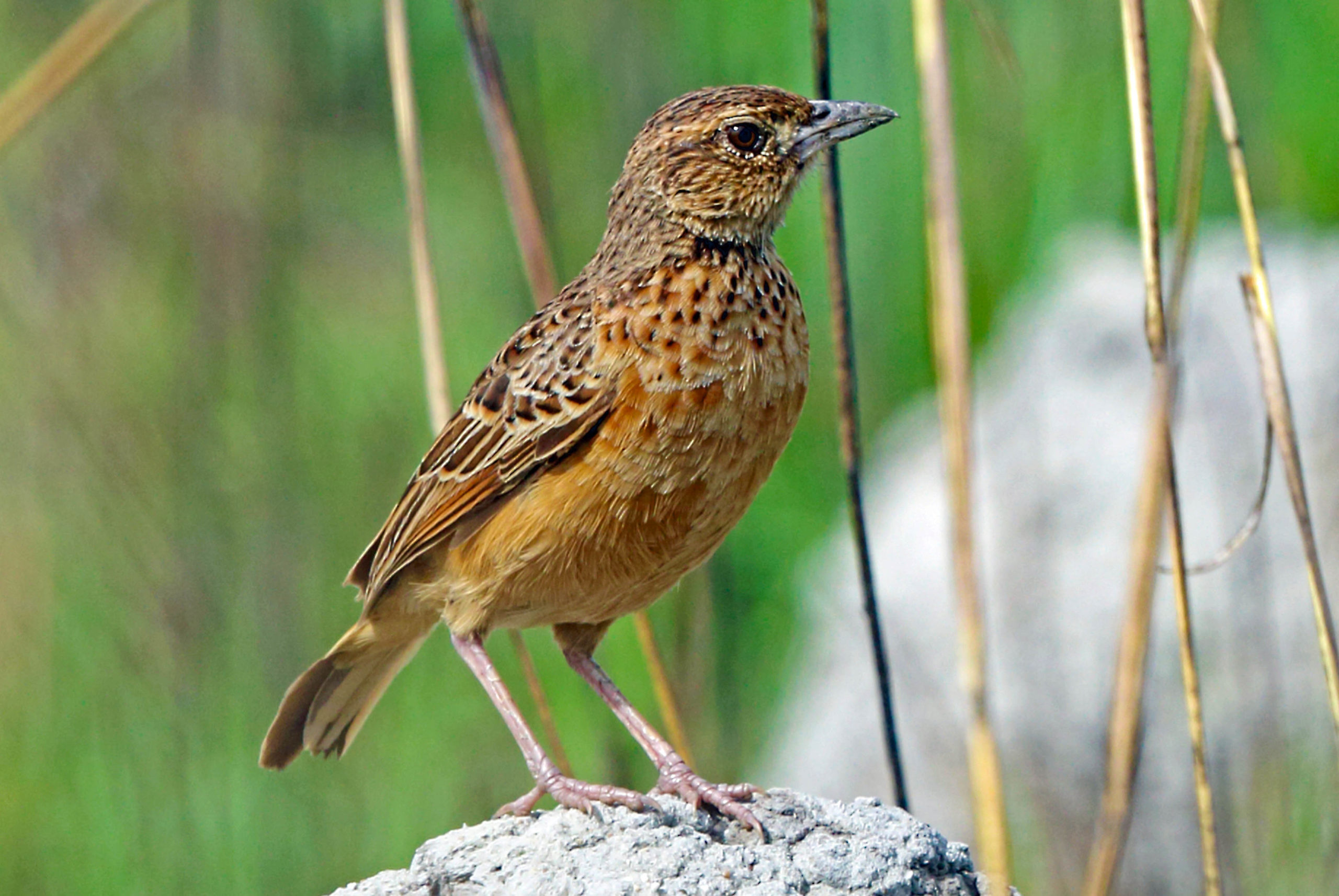 Alouette - French Moments