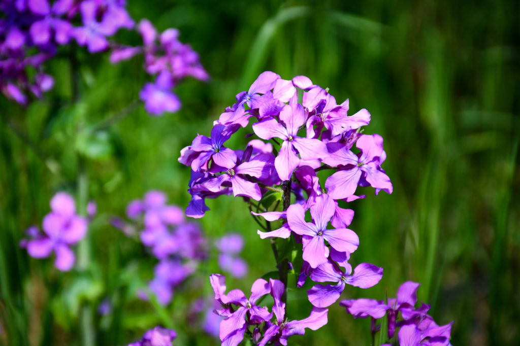 Flora of the French Alps: 25 Alpine Flowers to See in the Vanoise ...