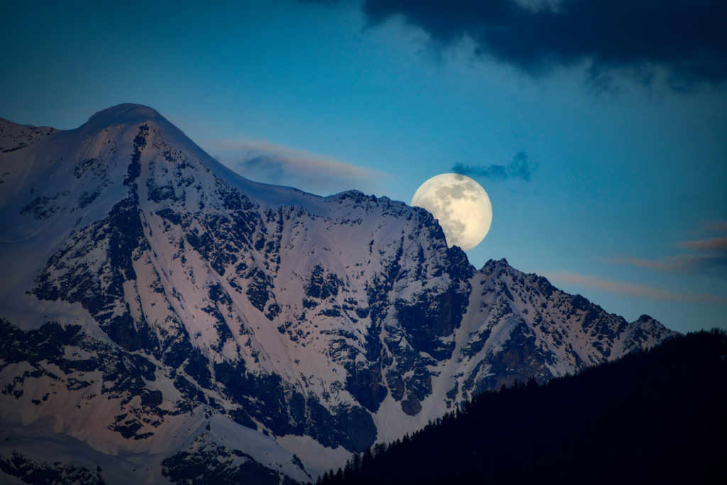 Flora of the French Alps: 25 Alpine Flowers to See in the Vanoise ...
