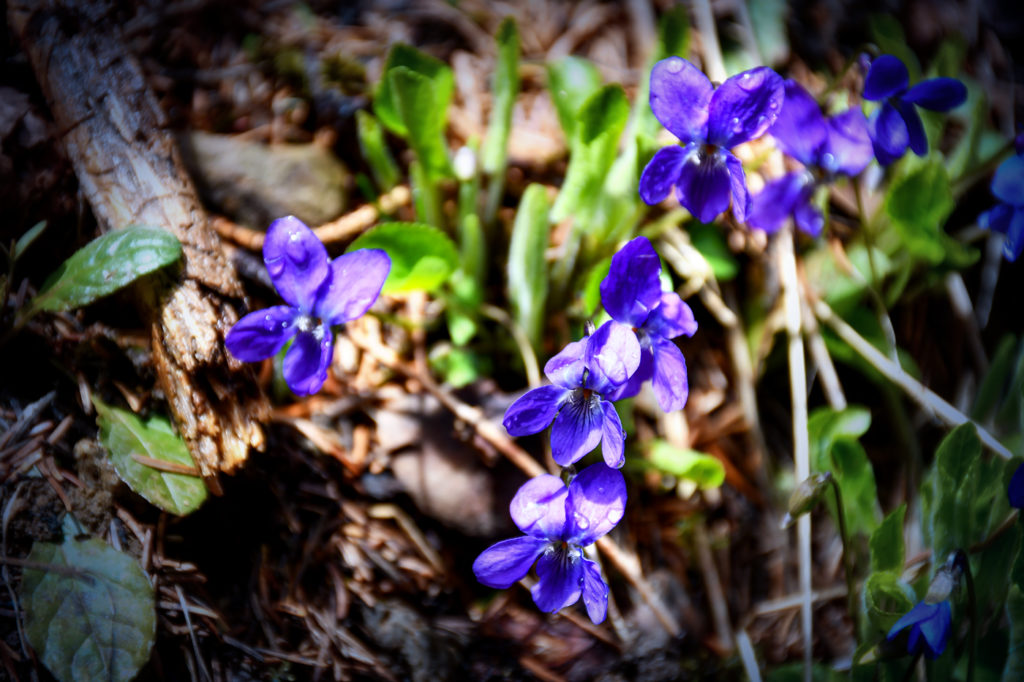 L'Amour est un Bouquet de Violettes: the story of the song - French Moments