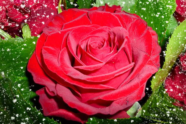 Red Roses Meaning: Symbolism, History and When to Give Them - French ...